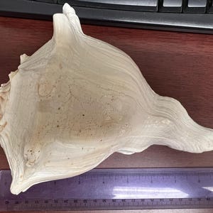 Right Handed Tiger Whelk Seashell DAKSHINAVARTI SHANKH 9” - Etsy