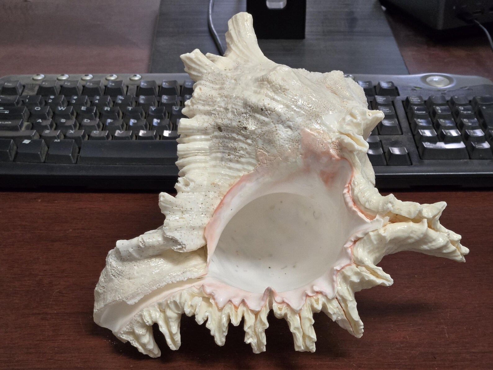 Very LARGE White Pink Murex Shell Decor 9" - Etsy