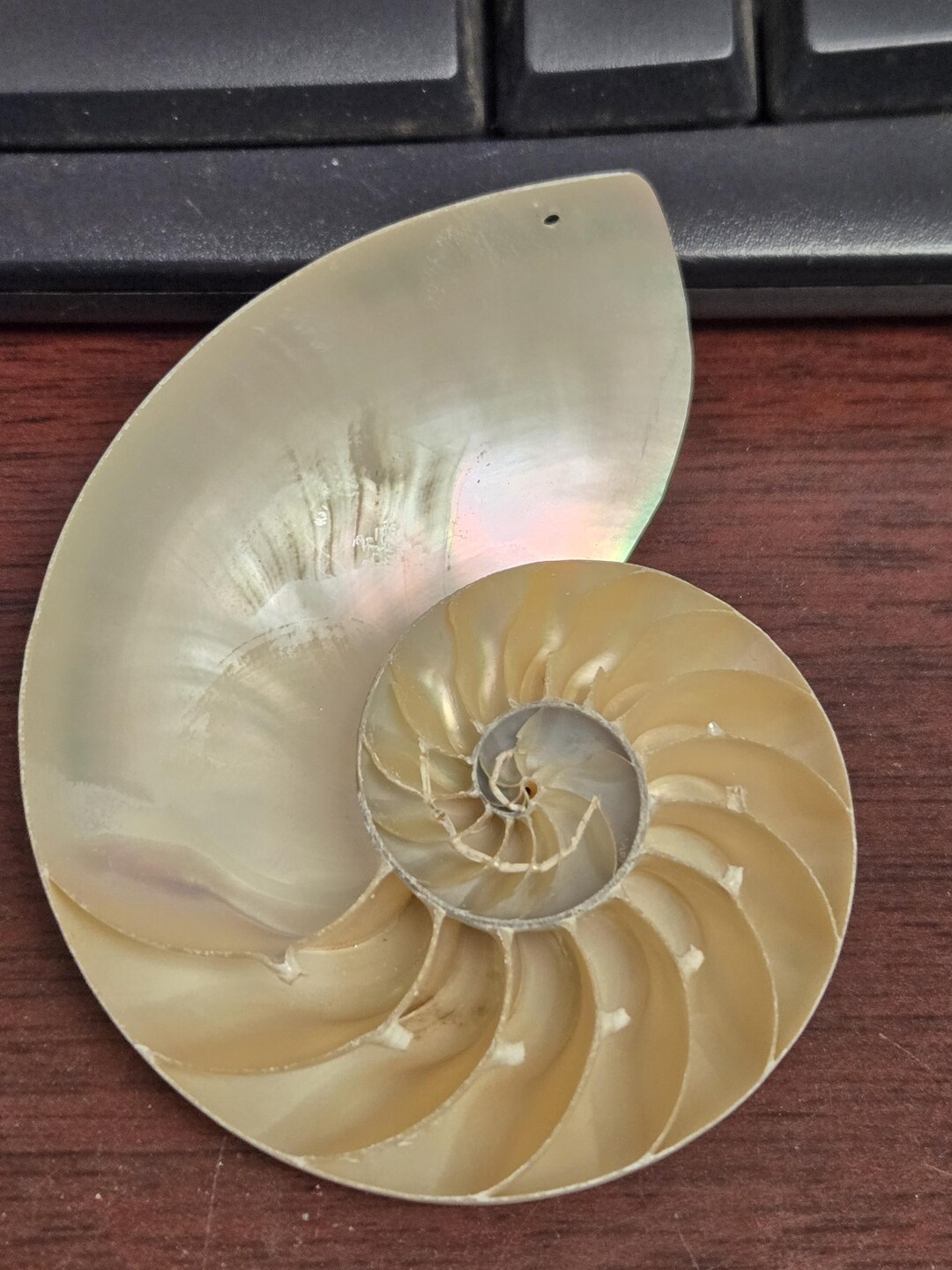 White Polished Pearlized Nautilus Center Sliced Decorative Nautical ...