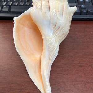 Right Handed Tiger Whelk Seashell DAKSHINAVARTI SHANKH 10 - Etsy