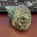 Large Green Jade Turbo Hermit Crab Sea Shell 4" - Etsy