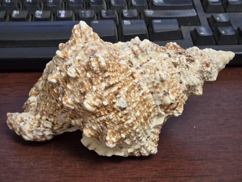 Giant Frog Shell Natural Sea Shell Conch Shell 6" - Etsy