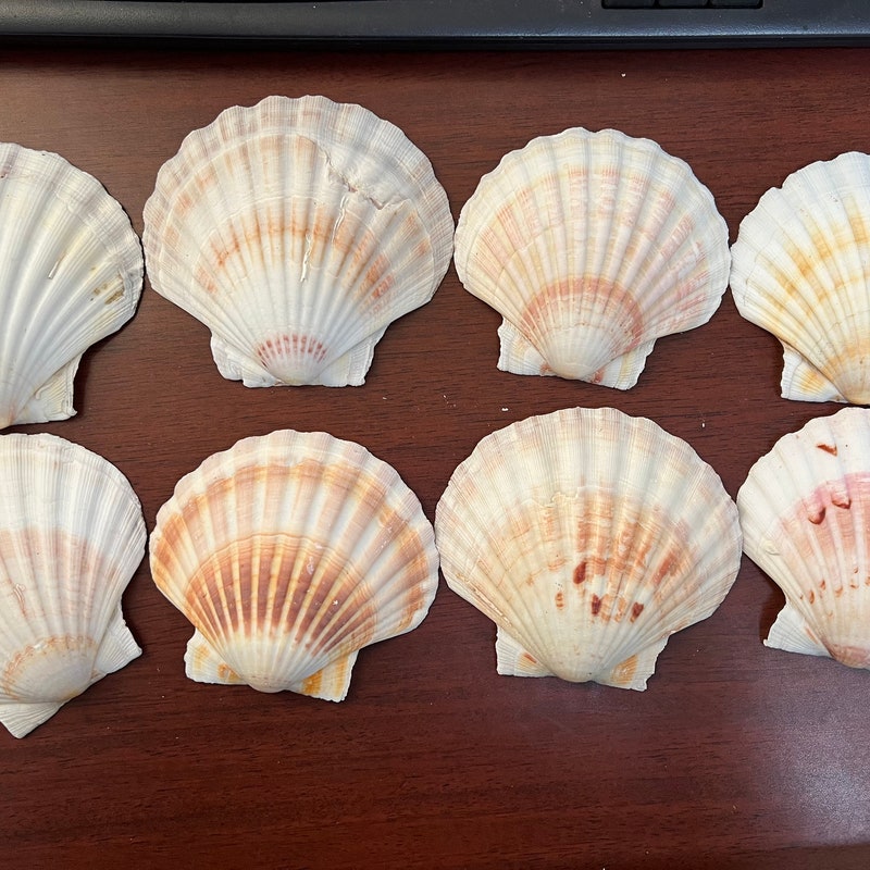 Large Clam Shells - Etsy