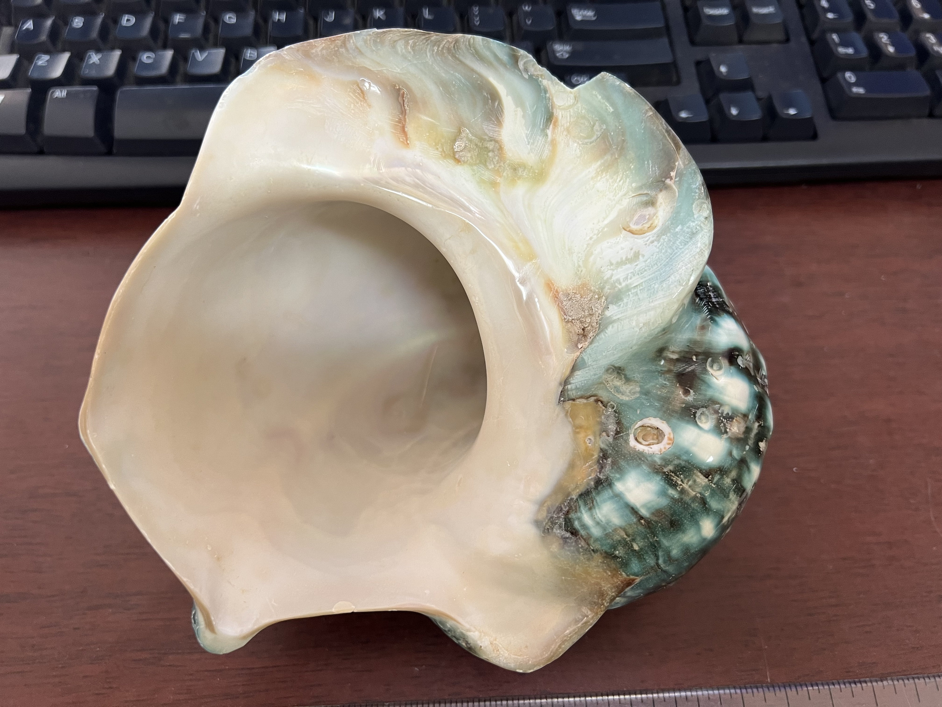 Very LARGE Green TURBO Hermit Crab Shell Decor 6 - Etsy