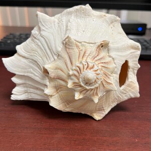 Right Handed Tiger Whelk Seashell DAKSHINAVARTI SHANKH 9” - Etsy