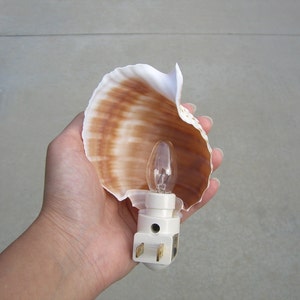 Brown Spotted Banded Tun Sea SHELL Nautical Beach Decor NIGHTLIGHT - Etsy