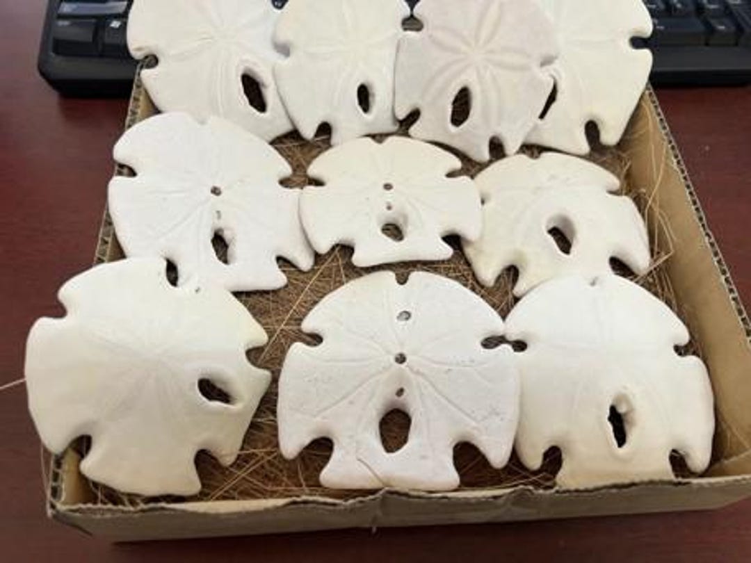 10 Pieces Mexico Arrowhead White Sand Dollar 3-4" - Etsy