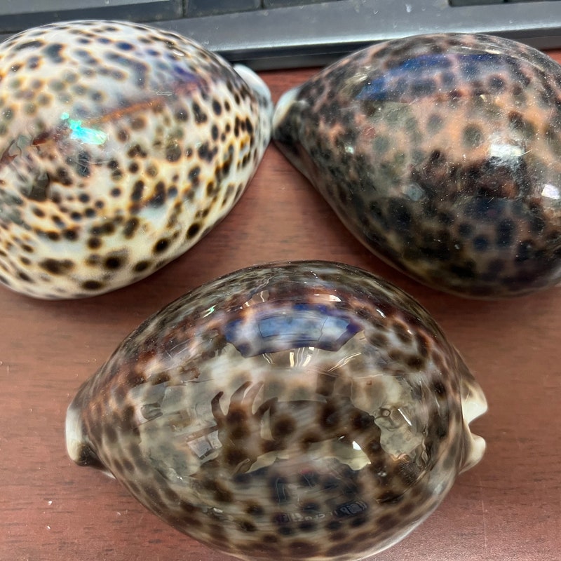 Cowrie Shell Necklace - Etsy