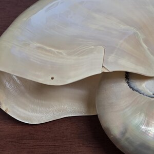 White Pearlized Chambered Nautilus SEA SHELL Nautical Beach Decor 7" - Etsy