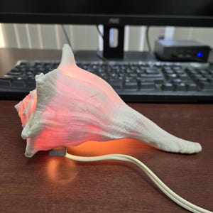 Whelk Sea SHELL Nautical Beach Decor NIGHTLIGHT LAMP - Etsy