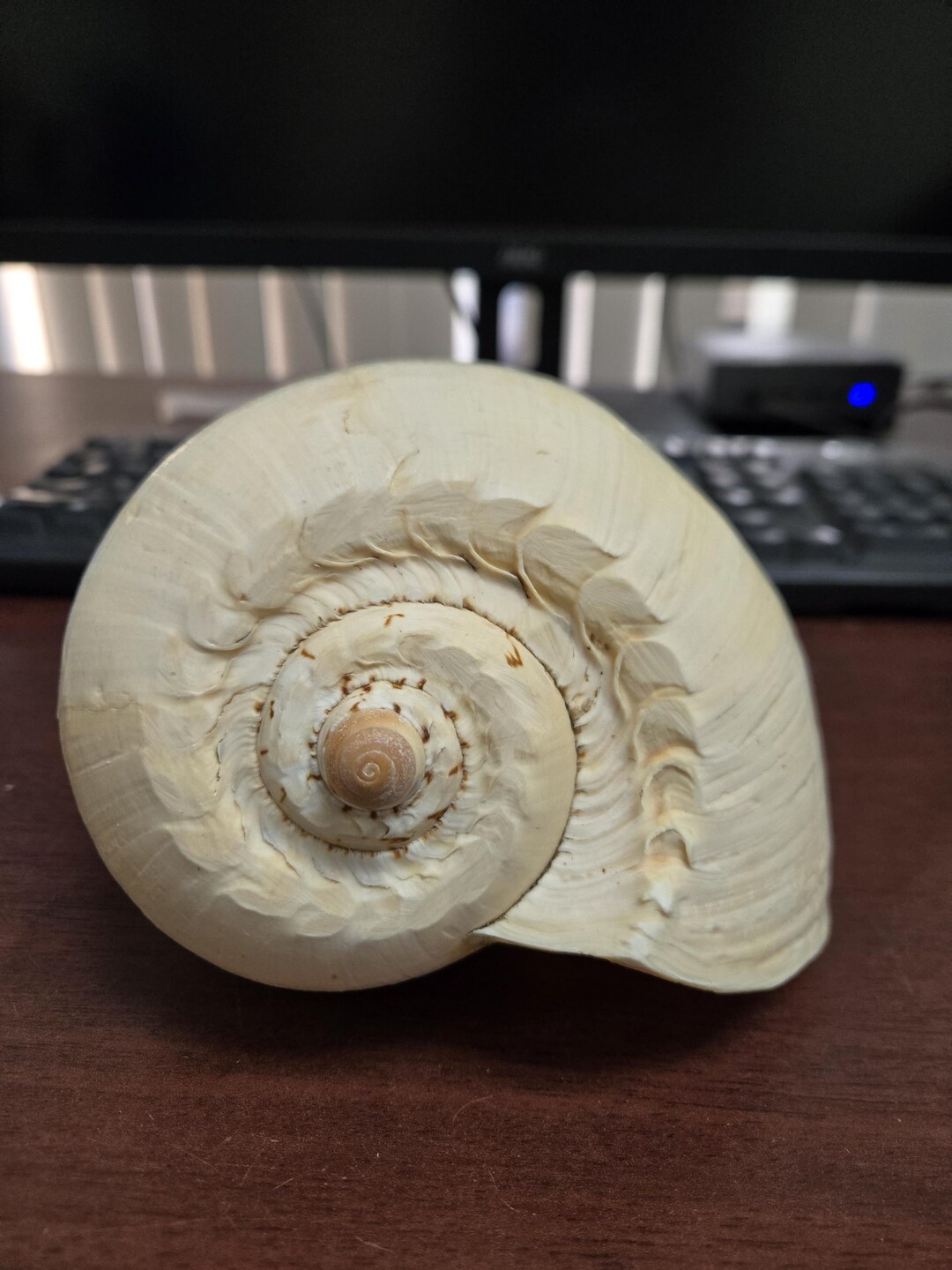 Melo Melo Melon Conch Seashell Nautical Beach Decor Shell 8-9" - Etsy
