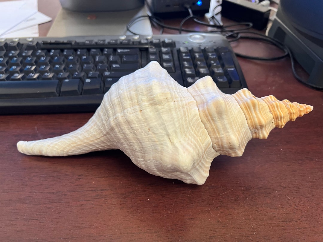 LARGE Natural Brown Striped Horse Conch Sea Shell Nautical - Etsy