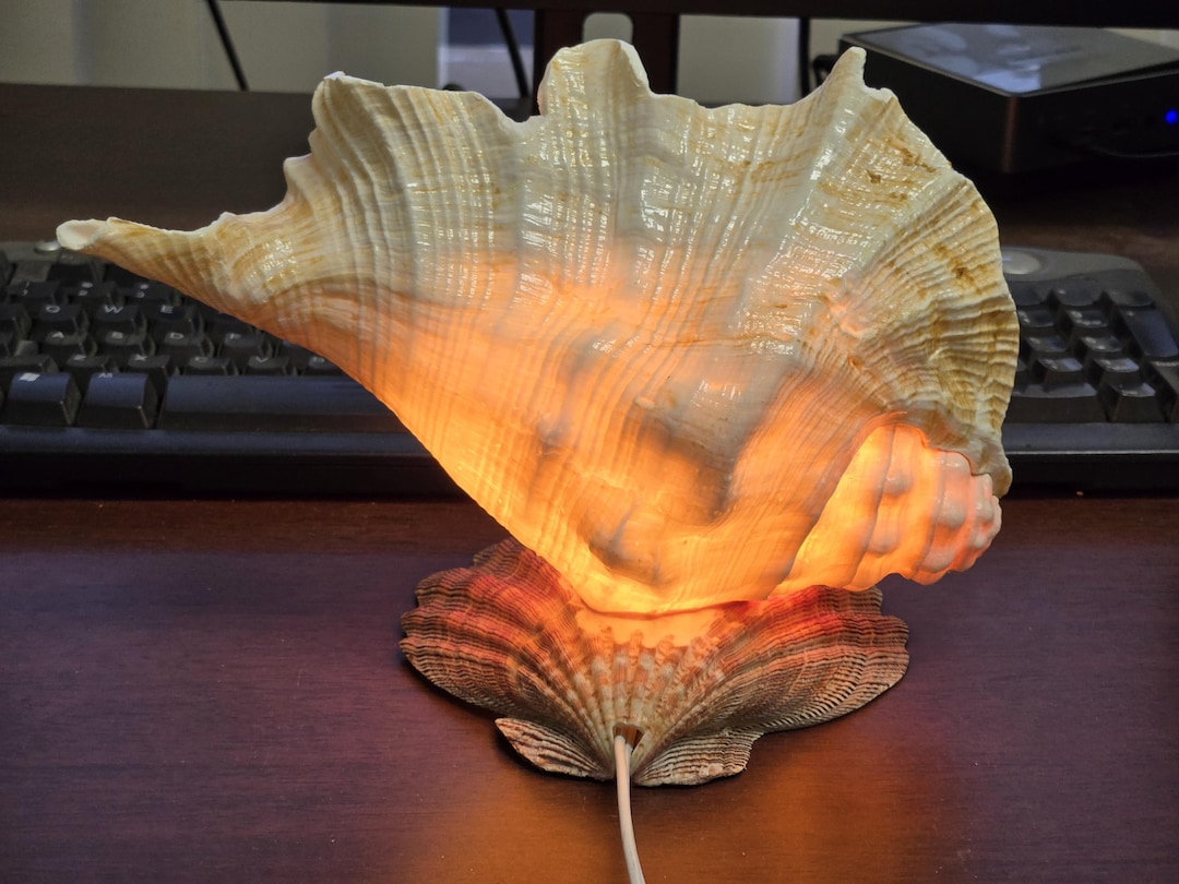 Conch SHELL Nautical Beach Decor NIGHTLIGHT LAMP - Etsy