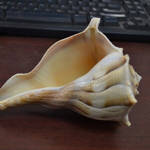 Right Handed Tiger Whelk Seashell DAKSHINAVARTI SHANKH 4" - Etsy