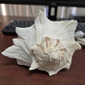 Whelk Sea SHELL Nautical Beach Decor NIGHTLIGHT LAMP - Etsy