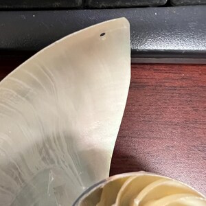 White Polished Pearlized Nautilus Center Sliced Decorative Nautical 3.5 ...