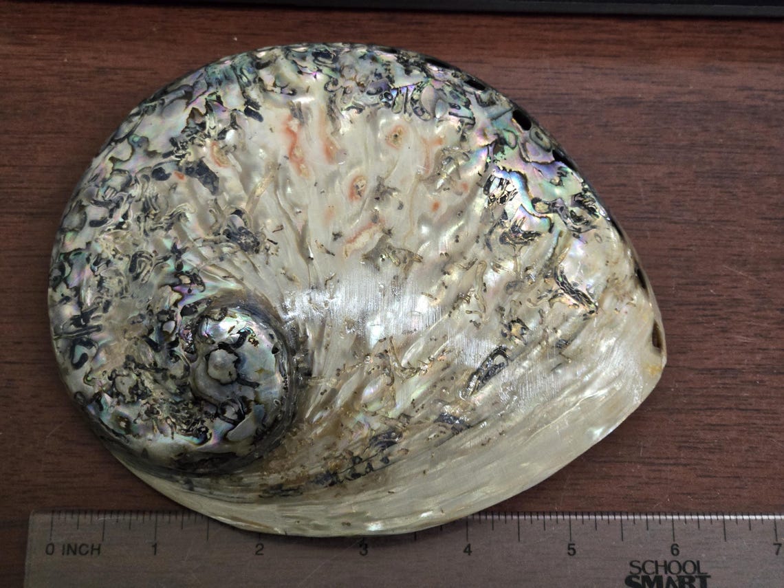 Double Sided Polished Very Large BLUE GREEN ABALONE Shell Smudging ...