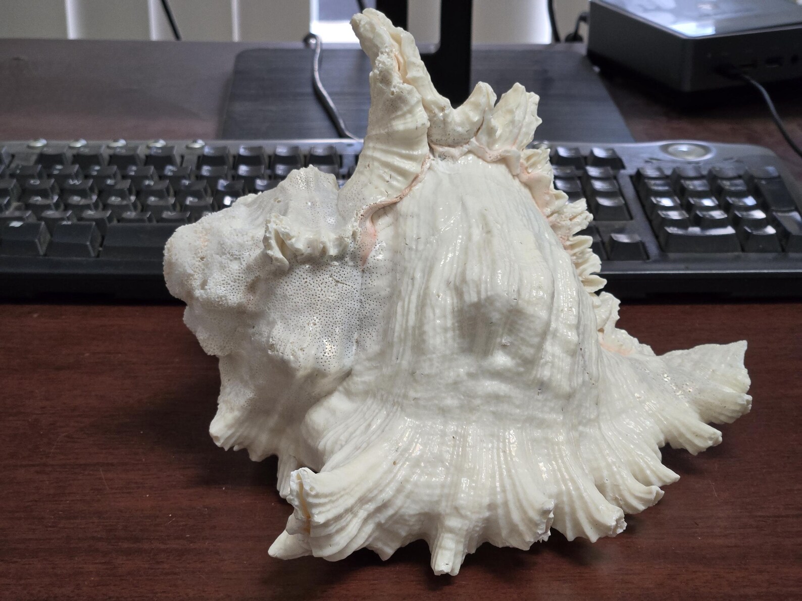 Very LARGE White Pink Murex Shell Decor 9" - Etsy