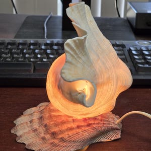Conch SHELL Nautical Beach Decor NIGHTLIGHT LAMP - Etsy