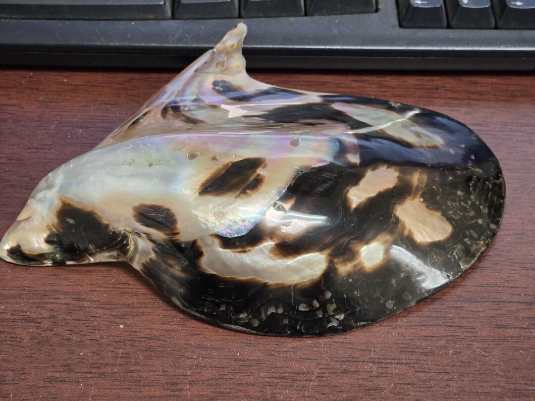 Extra Large Brown Lip Oyster Seashell Plate Nautical Decor 7" - Etsy