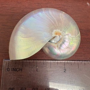 White Polished Pearlized Nautilus Center Sliced Decorative Nautical 2 3 ...