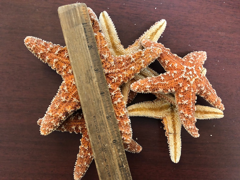 5 Pieces Large Orange Sugar Starfish Seashell Nautical Decor - Etsy