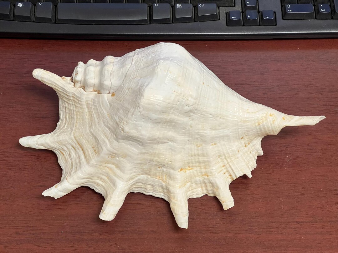 Giant Spider Conch Natural Sea Shell 12” - Etsy