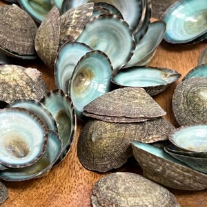 100 Pieces Green Limpet Shell Crafting Beach Decor - Etsy