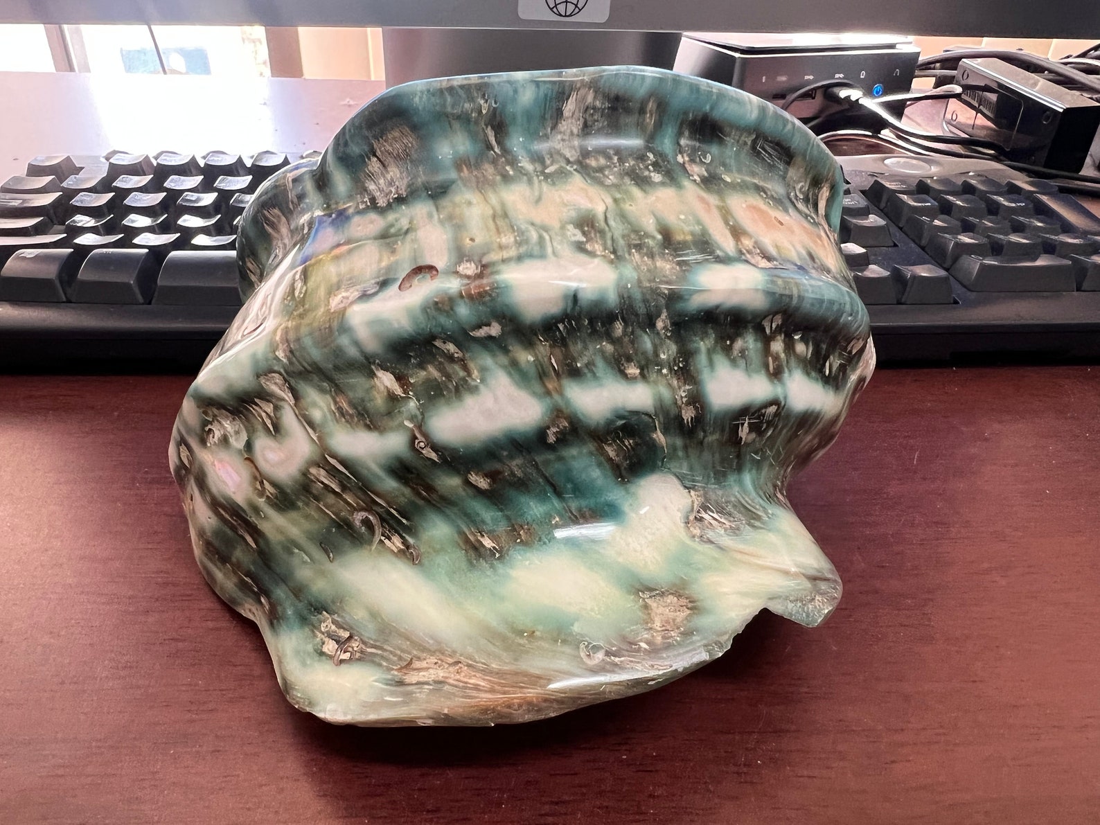 Very LARGE Green TURBO Hermit Crab Shell Decor 6 - Etsy