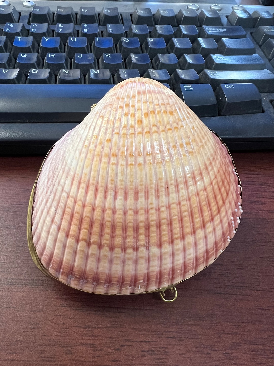 Large Pink Beige Pectin Scallop Shell Coin Trinket Purse - Etsy