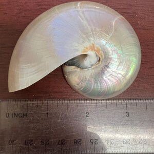 White Polished Pearlized Nautilus Center Sliced Decorative Nautical 3.5 ...
