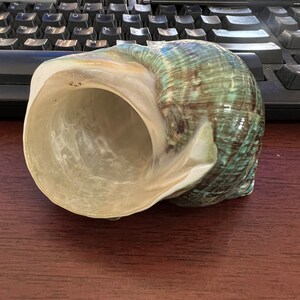 Large Green Jade Turbo Hermit Crab Sea Shell 4" - Etsy