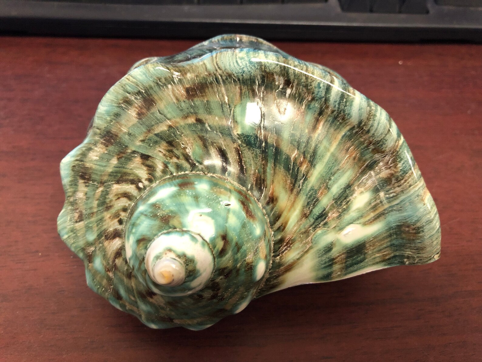 Very LARGE Green TURBO Hermit Crab Shell Decor 5 | Etsy