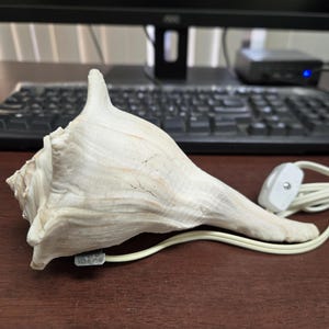 Whelk Sea SHELL Nautical Beach Decor NIGHTLIGHT LAMP - Etsy