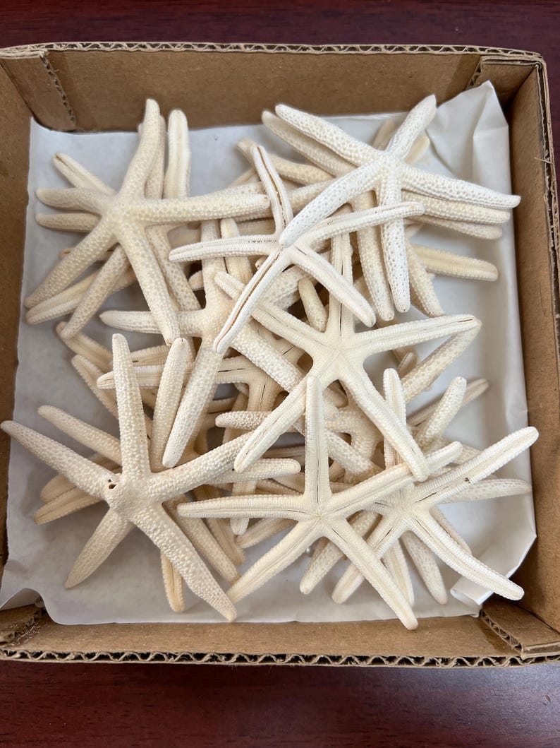 25 Pcs White Pencil Starfish Beach Sea Shell Craft Decor 2-3" - Etsy