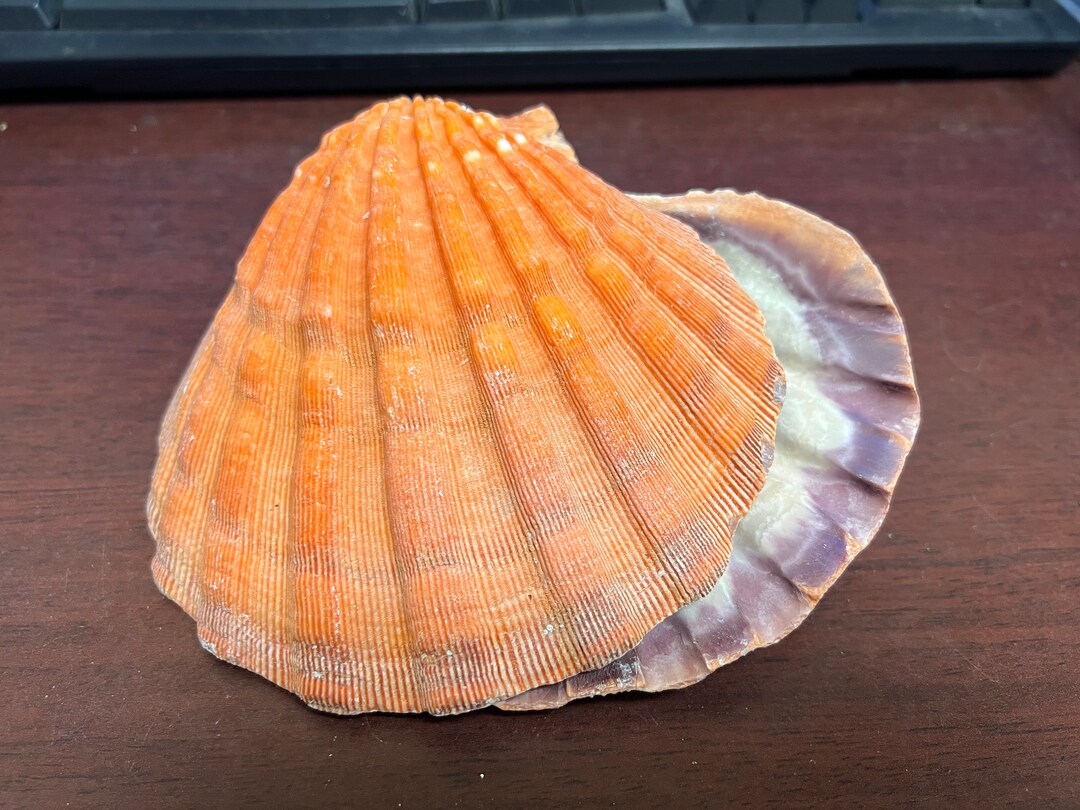 2 Pcs Orange Lion Paw Clam Dish Scallop Beach Sea Shell Pair 5 - 5 1/2 ...