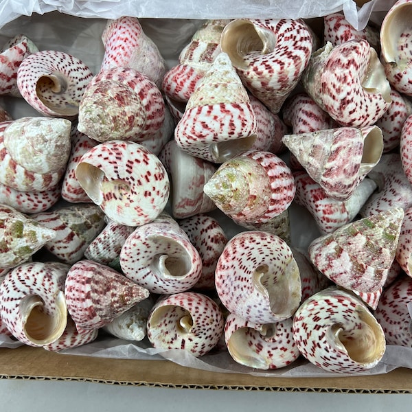 Trochus Shell - Etsy