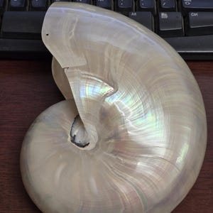 White Pearlized Chambered Nautilus SEA SHELL Nautical Beach Decor 7" - Etsy