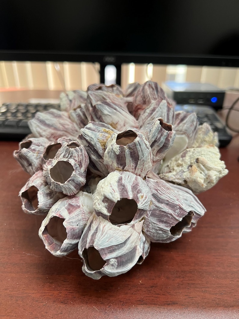 Purple Barnacle Coral Cluster Sea Shell Reef Tank Aquarium Decor - Etsy