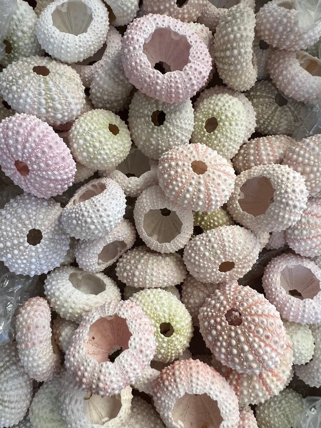 75+ Pcs Bulk PINK Sea URCHINS Sea Shell Beach WEDDING 1” - Etsy