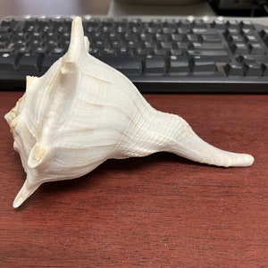 Right Handed Tiger Whelk Seashell DAKSHINAVARTI SHANKH 6 - Etsy