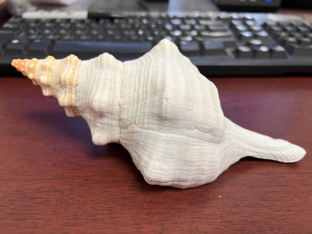 LARGE Natural Brown Striped Horse Conch Sea Shell Nautical 9” - Etsy