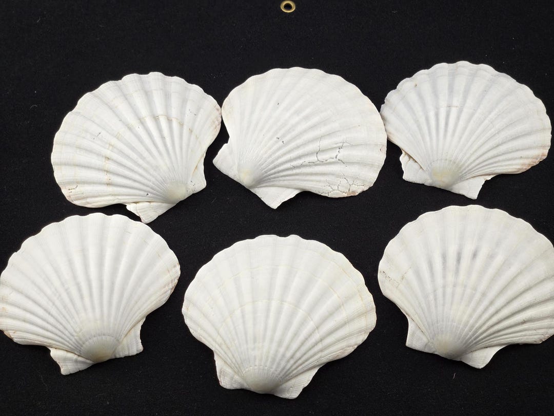 6 Pcs White Pectin Clam Dish Scallop Beach Sea Shell Pair 5" - Etsy