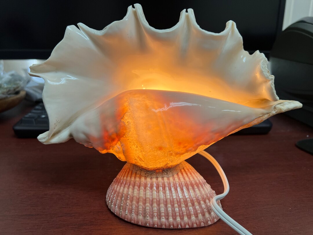 Conch SHELL Nautical Beach Decor NIGHTLIGHT LAMP - Etsy