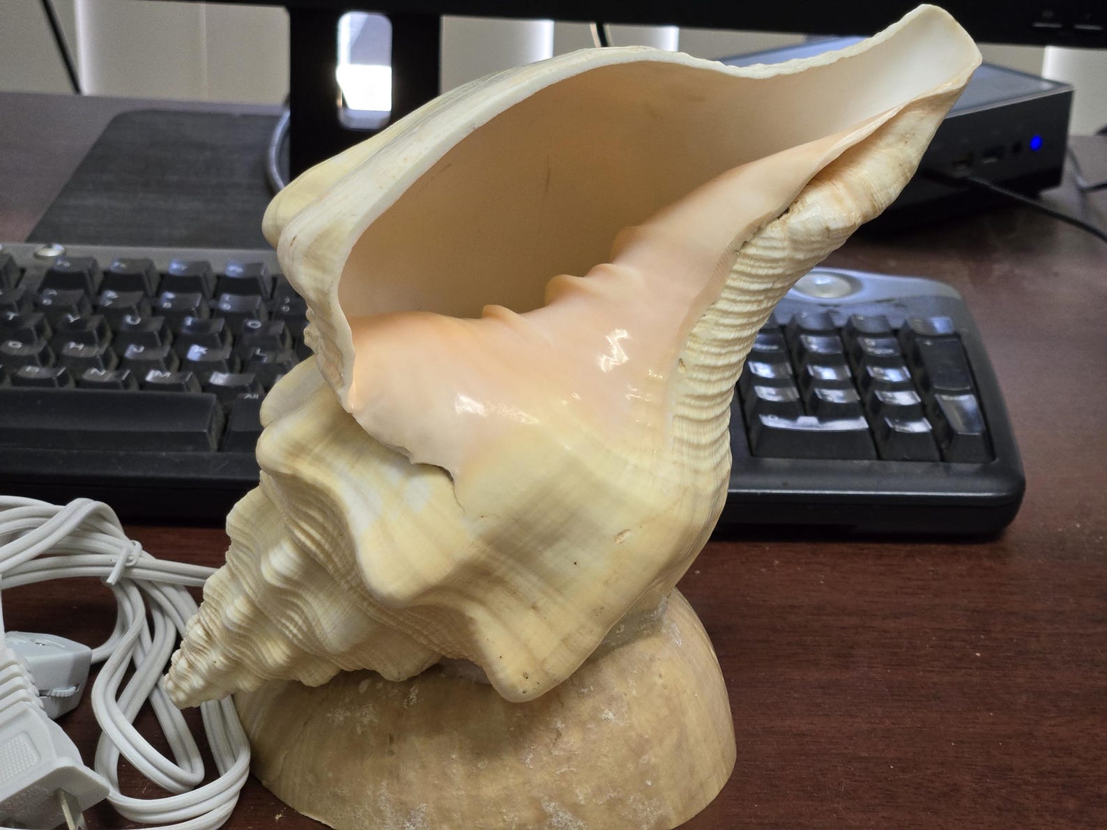 West Indian Shanka SHELL Nautical Beach Decor NIGHTLIGHT LAMP - Etsy