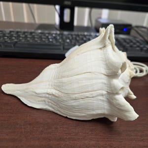 Whelk Sea SHELL Nautical Beach Decor NIGHTLIGHT LAMP - Etsy