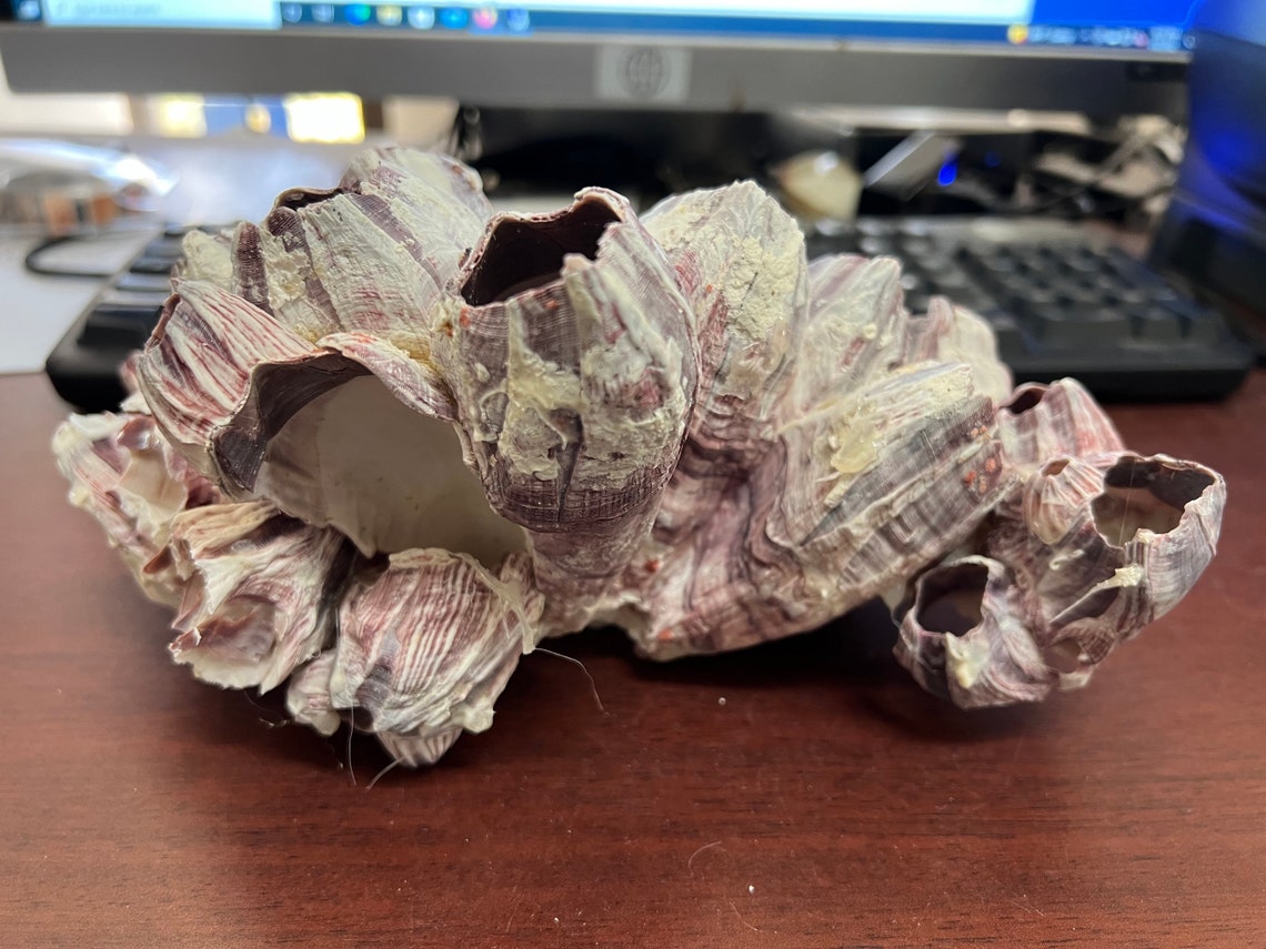 Purple Barnacle Coral Cluster Sea Shell Reef Tank Aquarium - Etsy