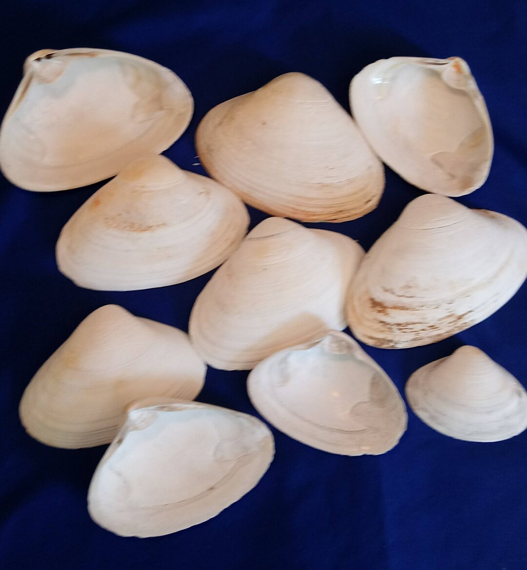White Clam Shells - Beach Decor - Lots of 10 in Assorted Sizes - Etsy