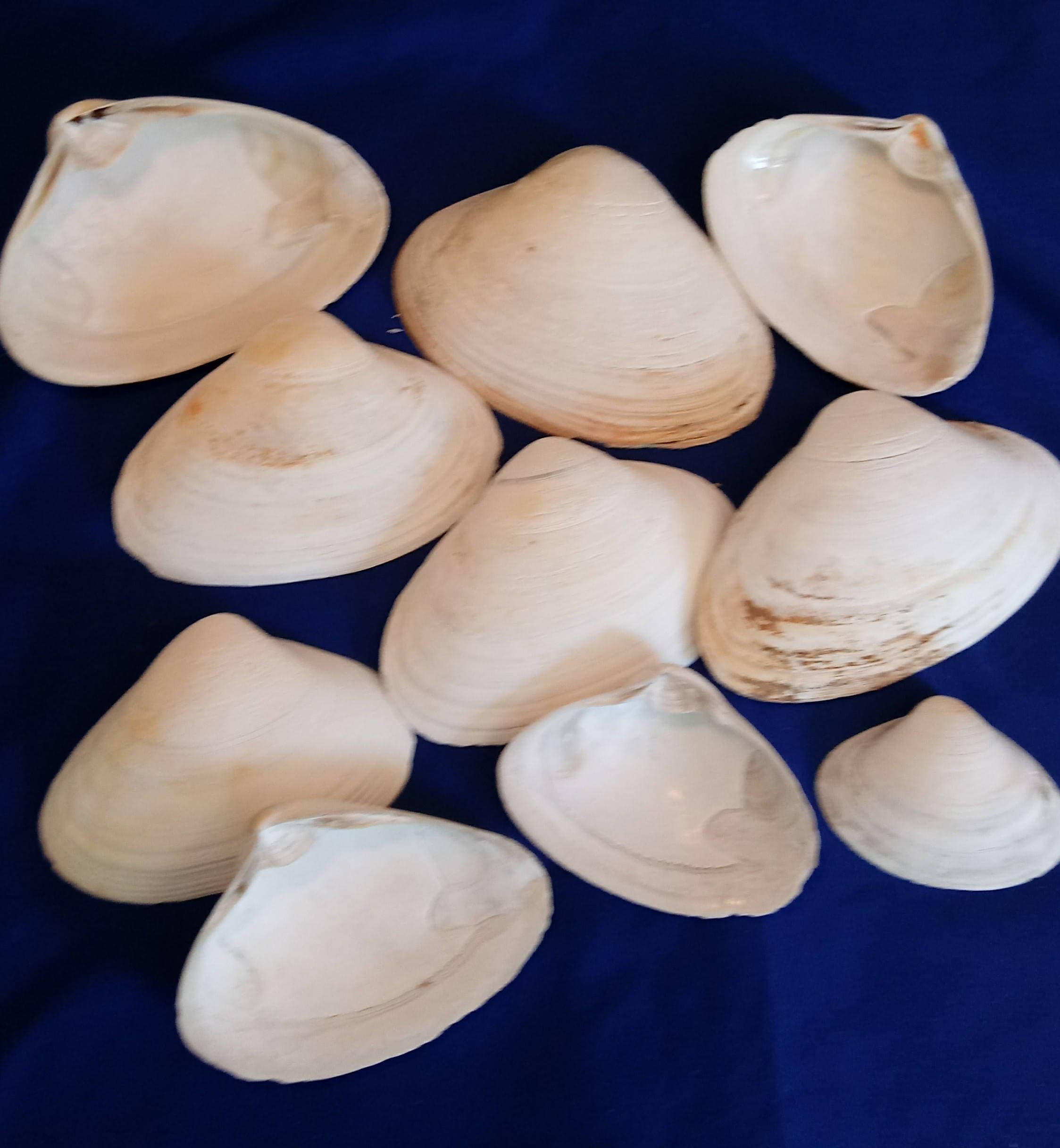 White Clam Shells - Beach Decor - Lots of 10 in Assorted Sizes - Etsy