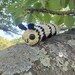 Millie the Monarch Caterpillar & Chrysalis Pattern - Crochet Pattern ...